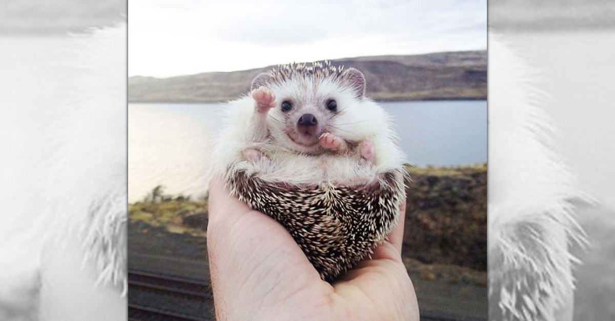 Cute Hedgehogs - R Amazing!