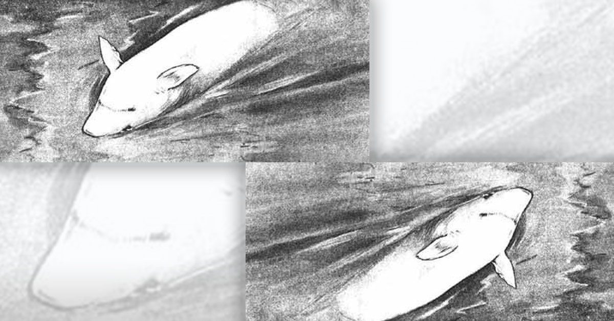 Pig Optical illusions - R Amazing!