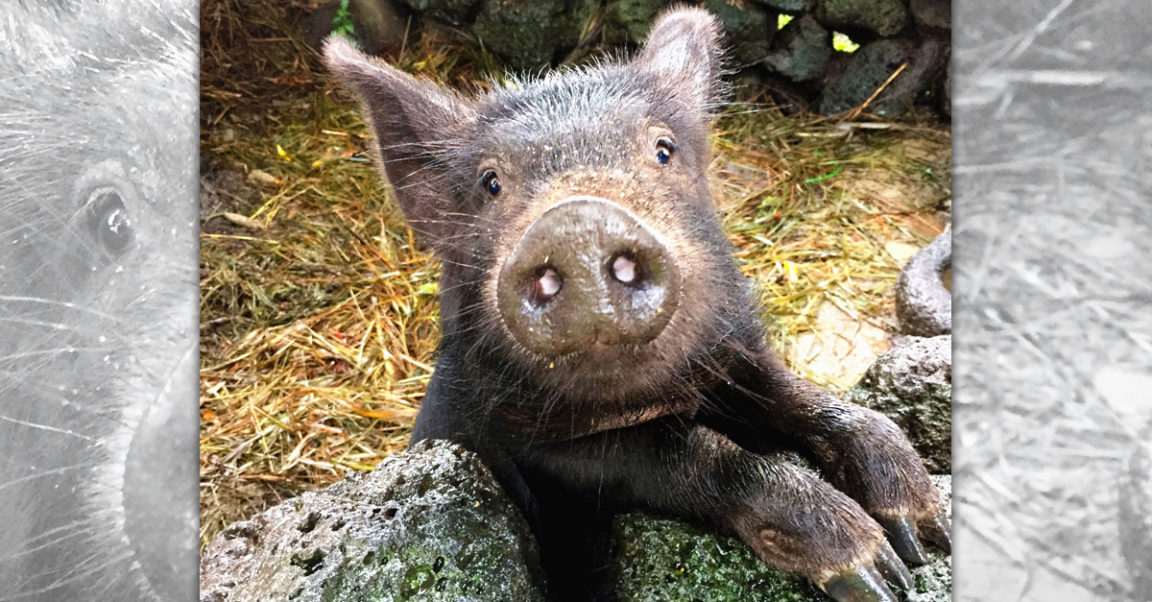 Pig Breeds – R Amazing