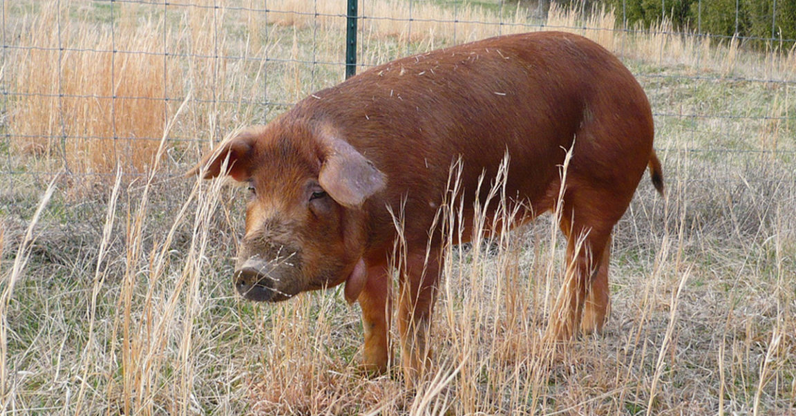 Pig Breeds - R Amazing!