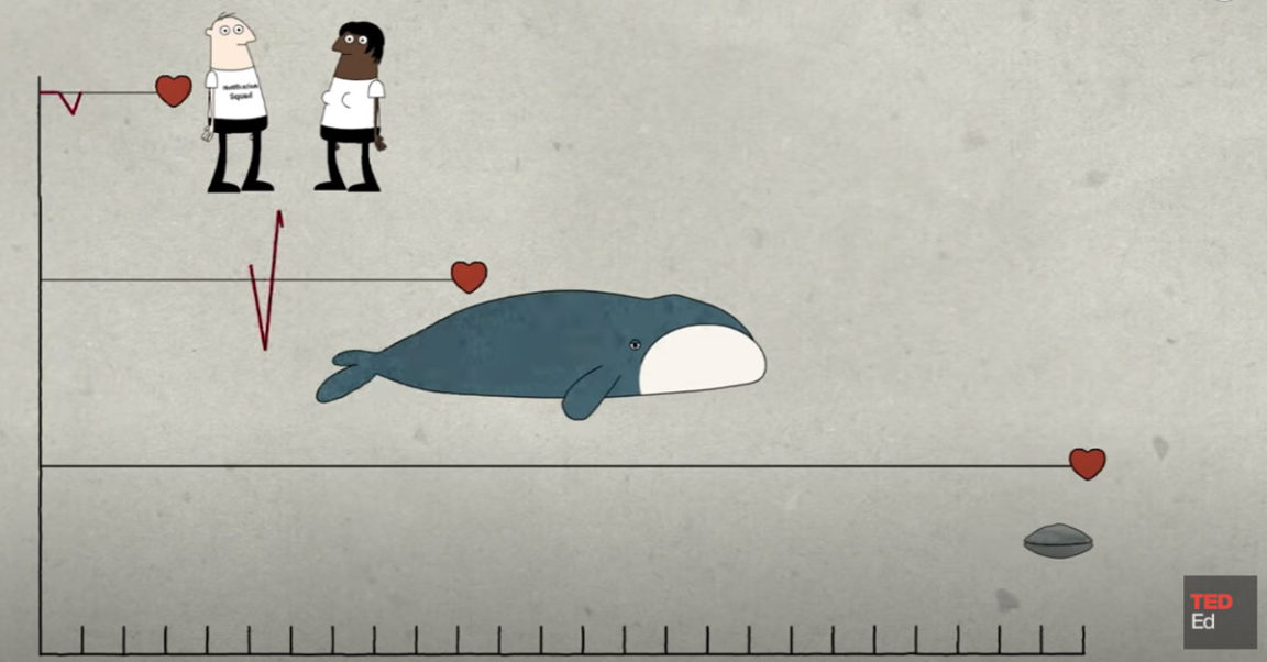 Why do animals have such different lifespans? - R Amazing!