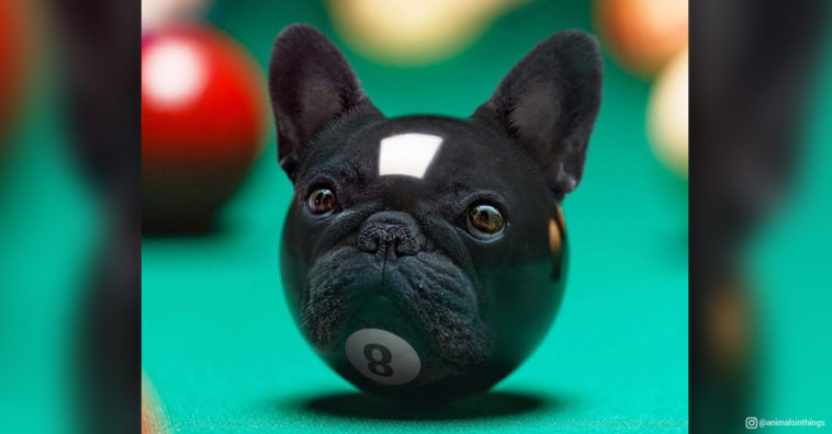 Animal in things - R Amazing!