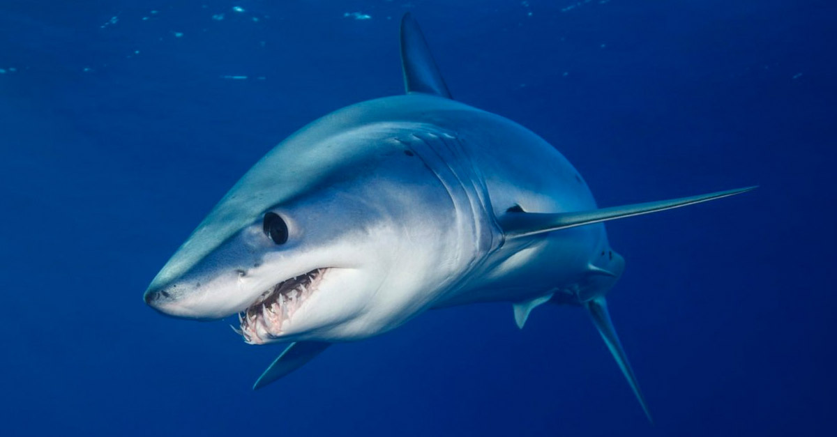 Sharks Species - R Amazing!