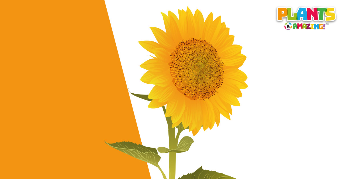 Plant Awareness - R Amazing!