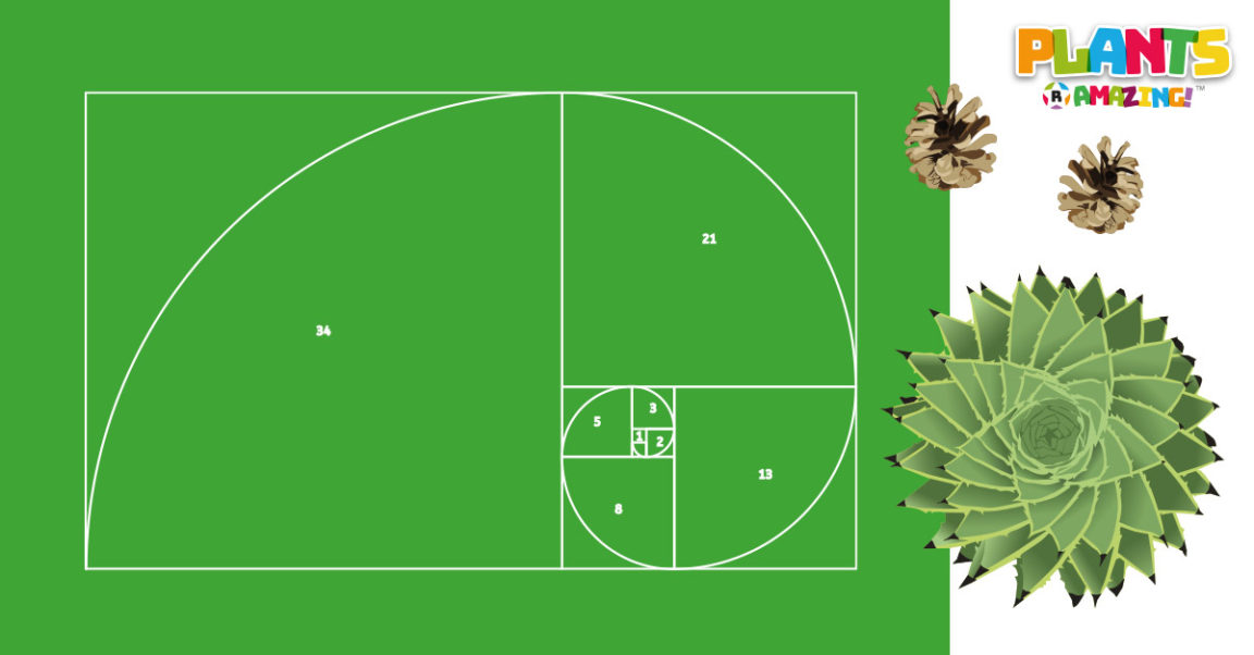 Golden Ratio In Plants - R Amazing!