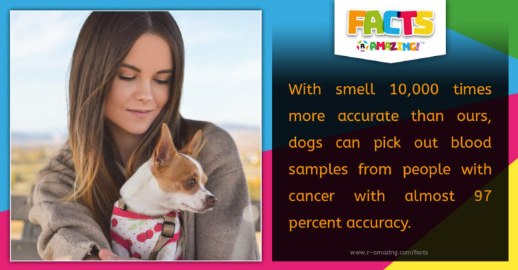 Dog Smelling Cancer - R Amazing!