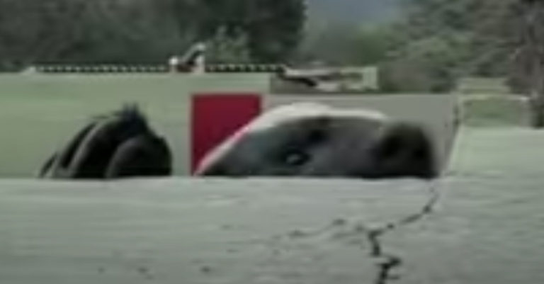 Honey Badger Escape - R Amazing!