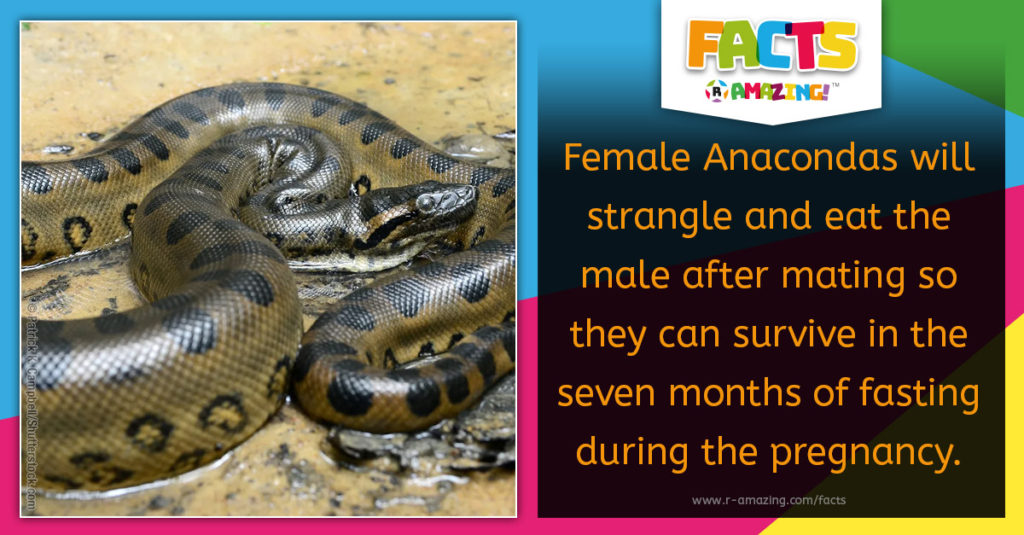 Female Anacondas eat the male after mating - R Amazing!